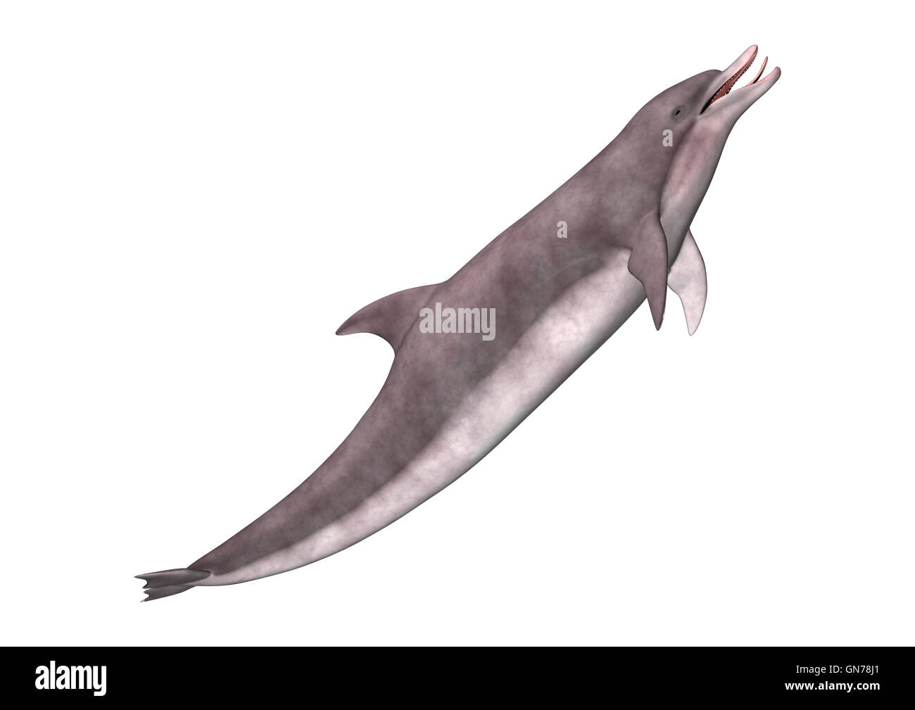 3D rendering of a dolphin isolated on white background Stock Photo - Alamy