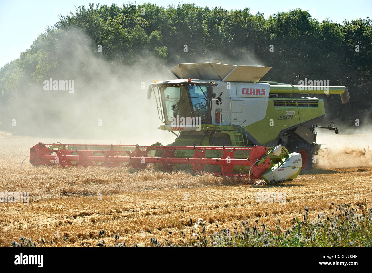Claas 780 Lexion with Vario 1200 cutterbars harvesting Stock Photo - Alamy