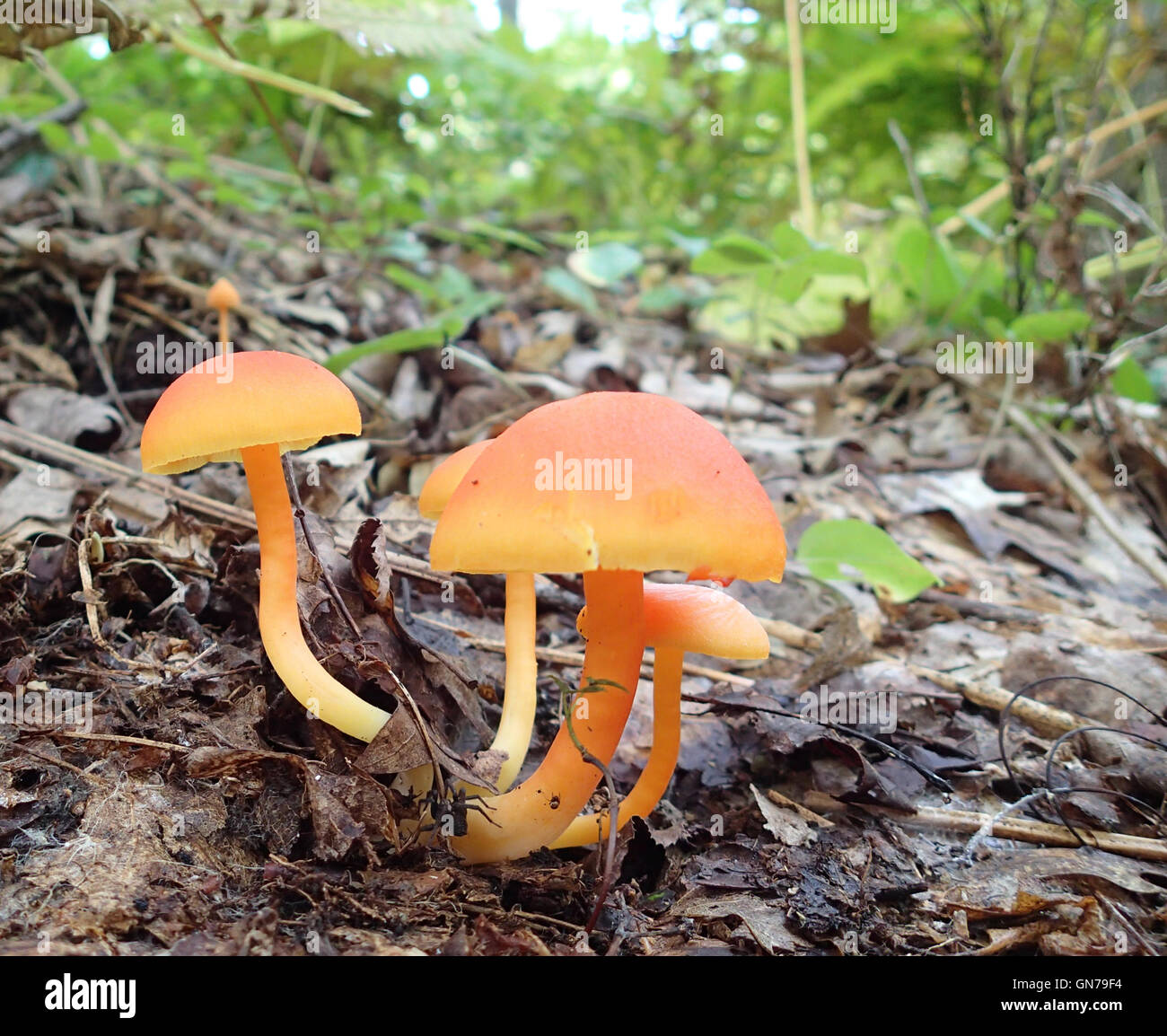 Orange mushrooms hi-res stock photography and images - Alamy