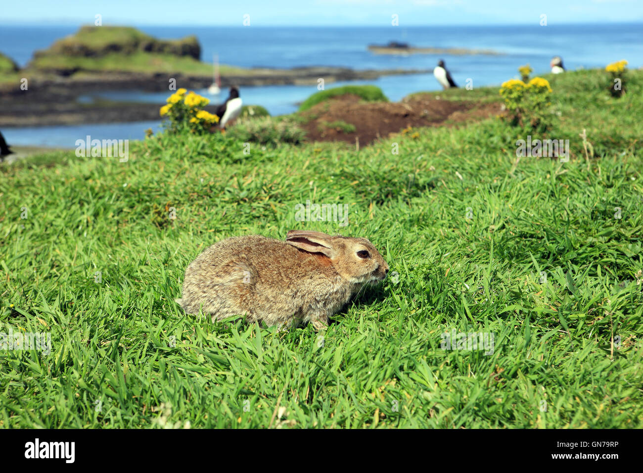 Wild rabbit near puffins on Lunga one of the Treshnish Isles in the ...