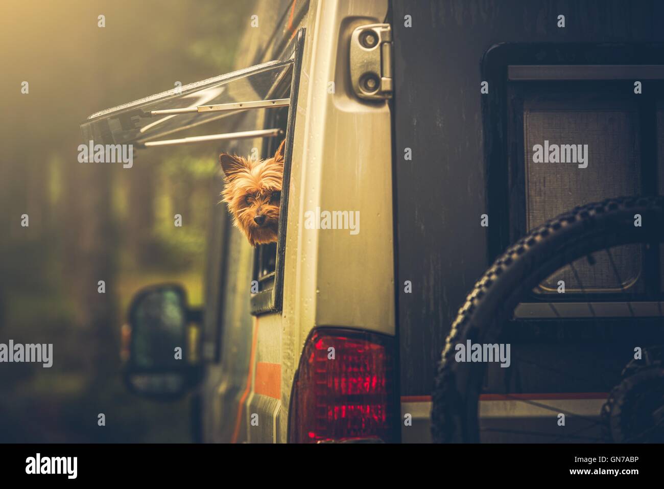 Motorhome Traveling with Dog. Small Silky Terrier Dog in Camper Van ...