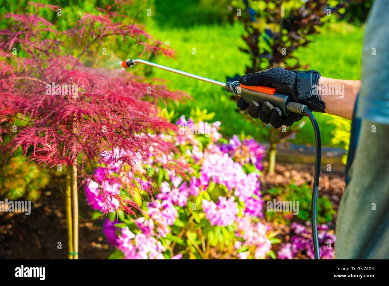 Fungal pest hi-res stock photography and images - Alamy