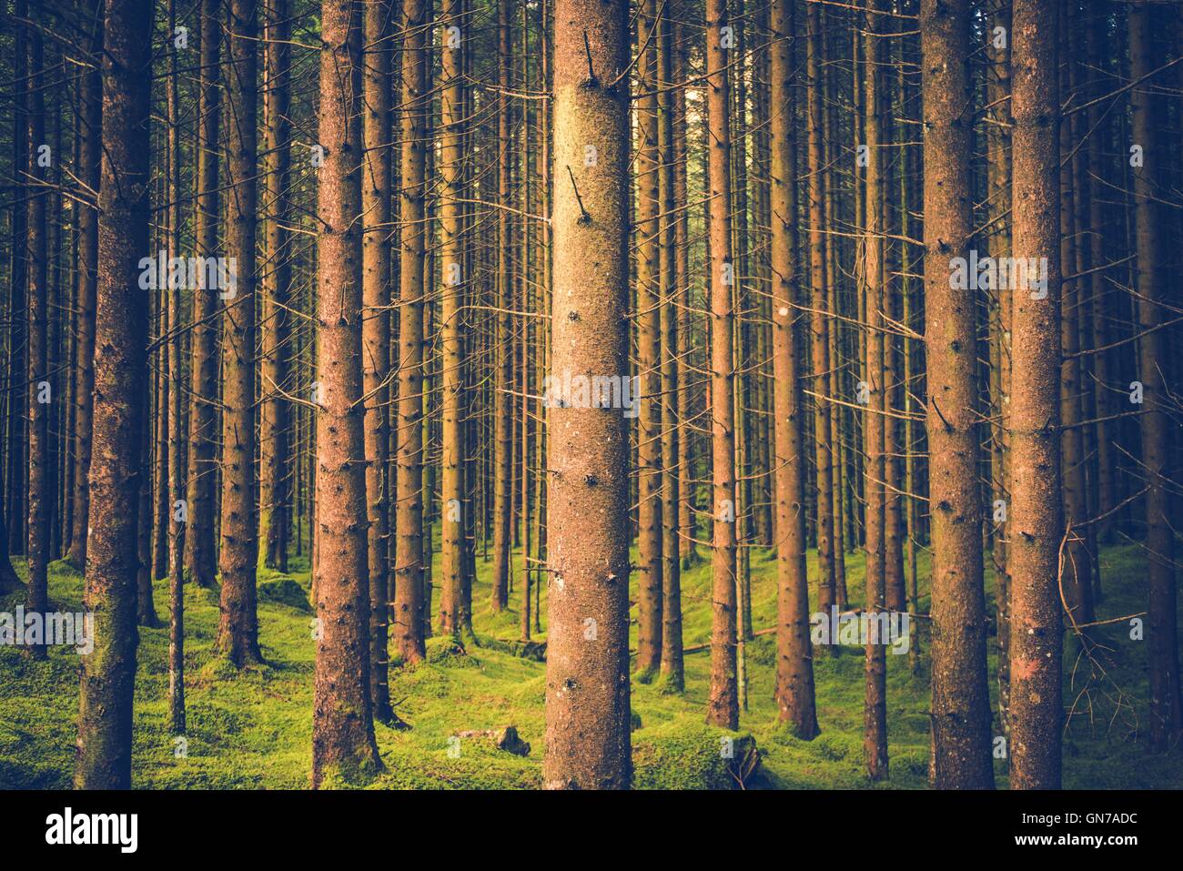 Pine Trees Forest Pattern. Forestry Theme Photo Background Stock Photo ...
