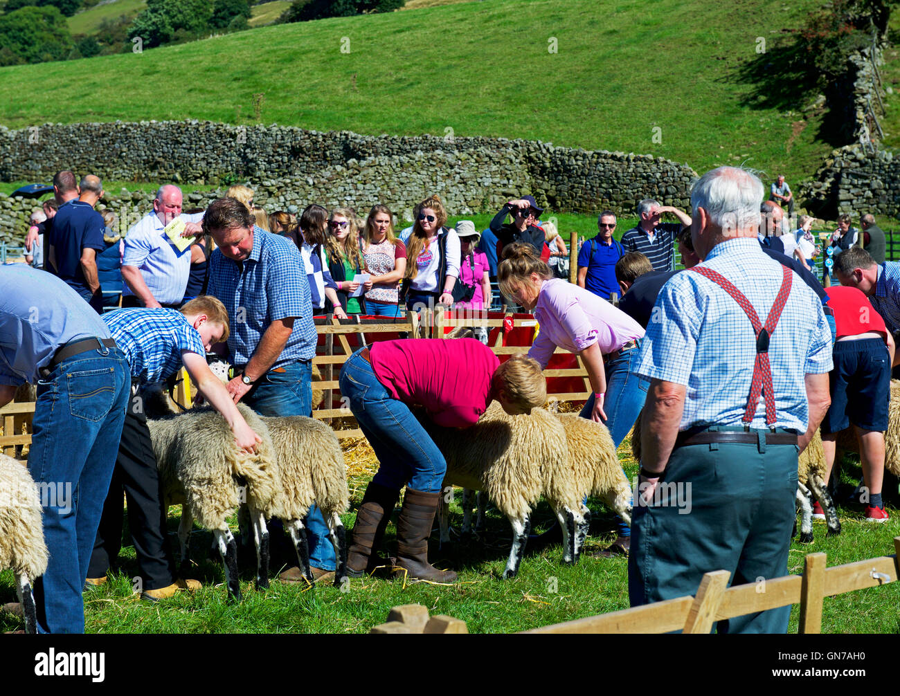 Judging sheep at the great yorkshire show hi-res stock photography and ...