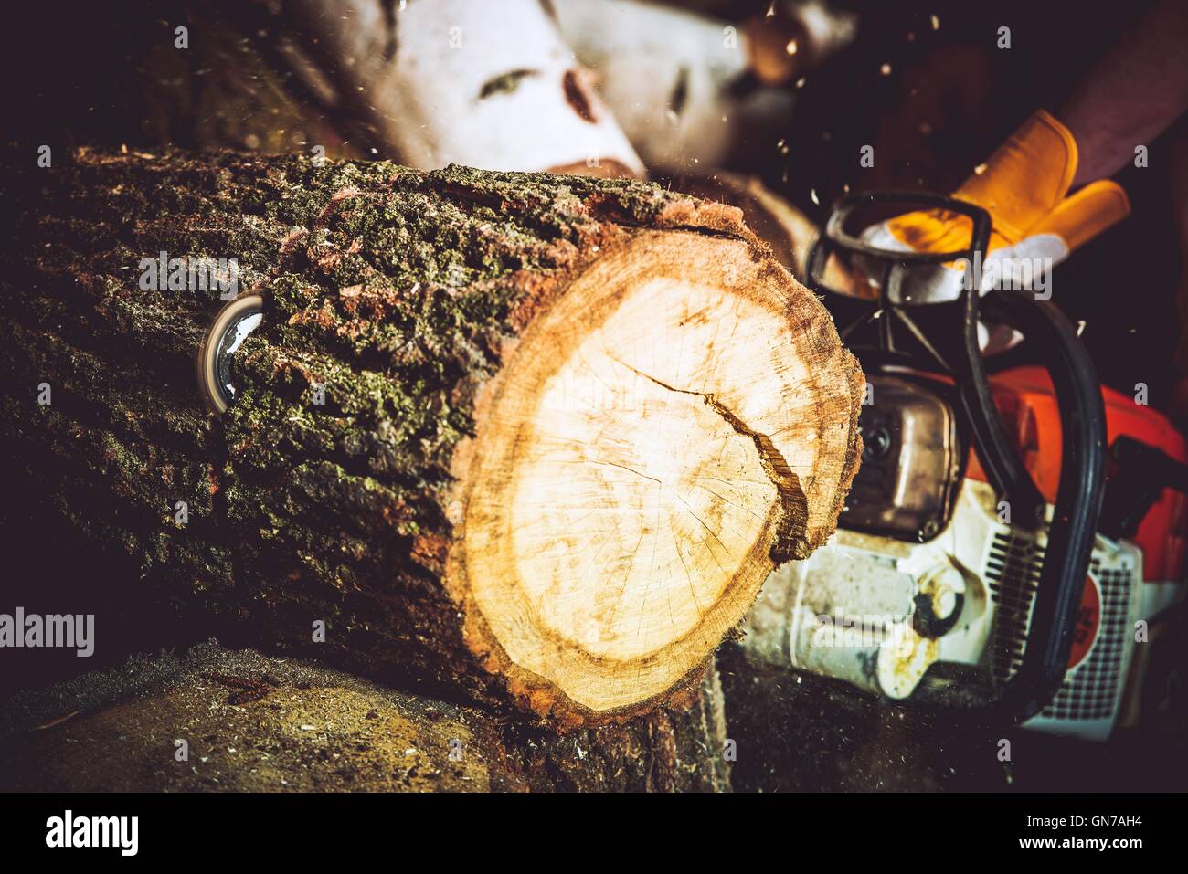 Wood Log Cut by Gasoline Wood Cutter. Closeup Photo. Forestry Works ...