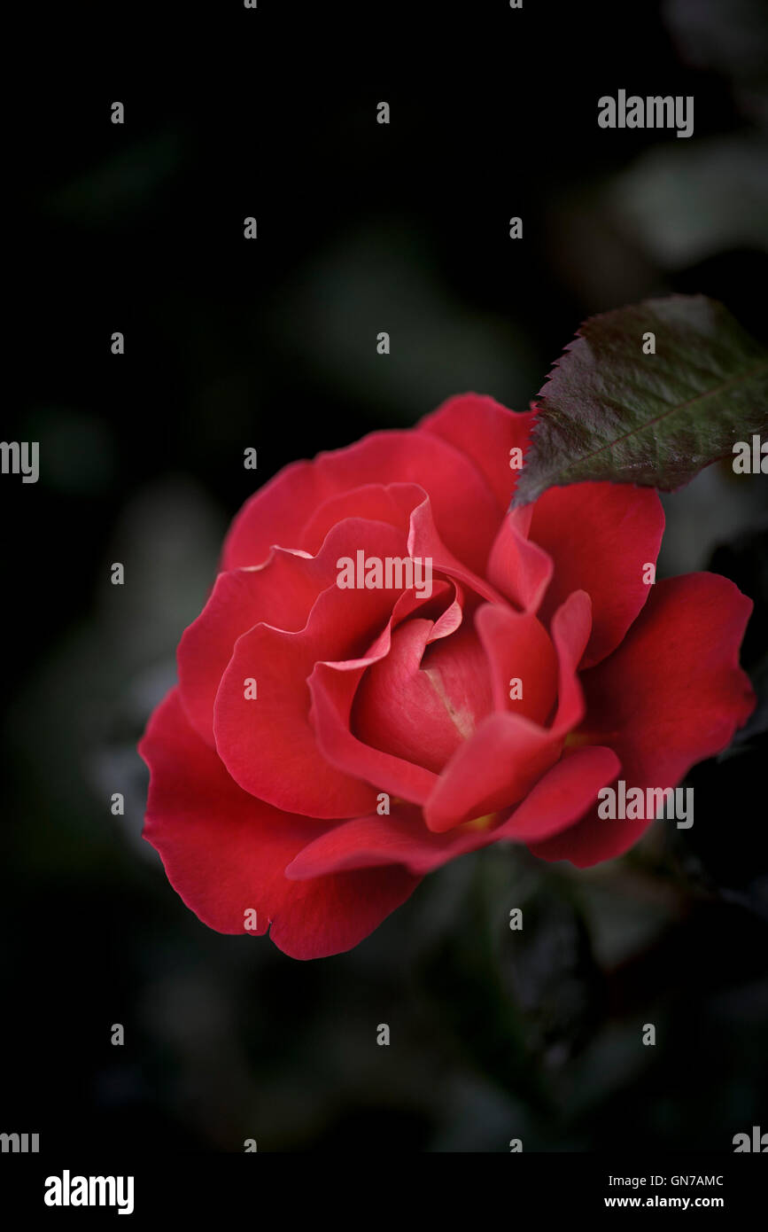 A single red rose Stock Photo - Alamy