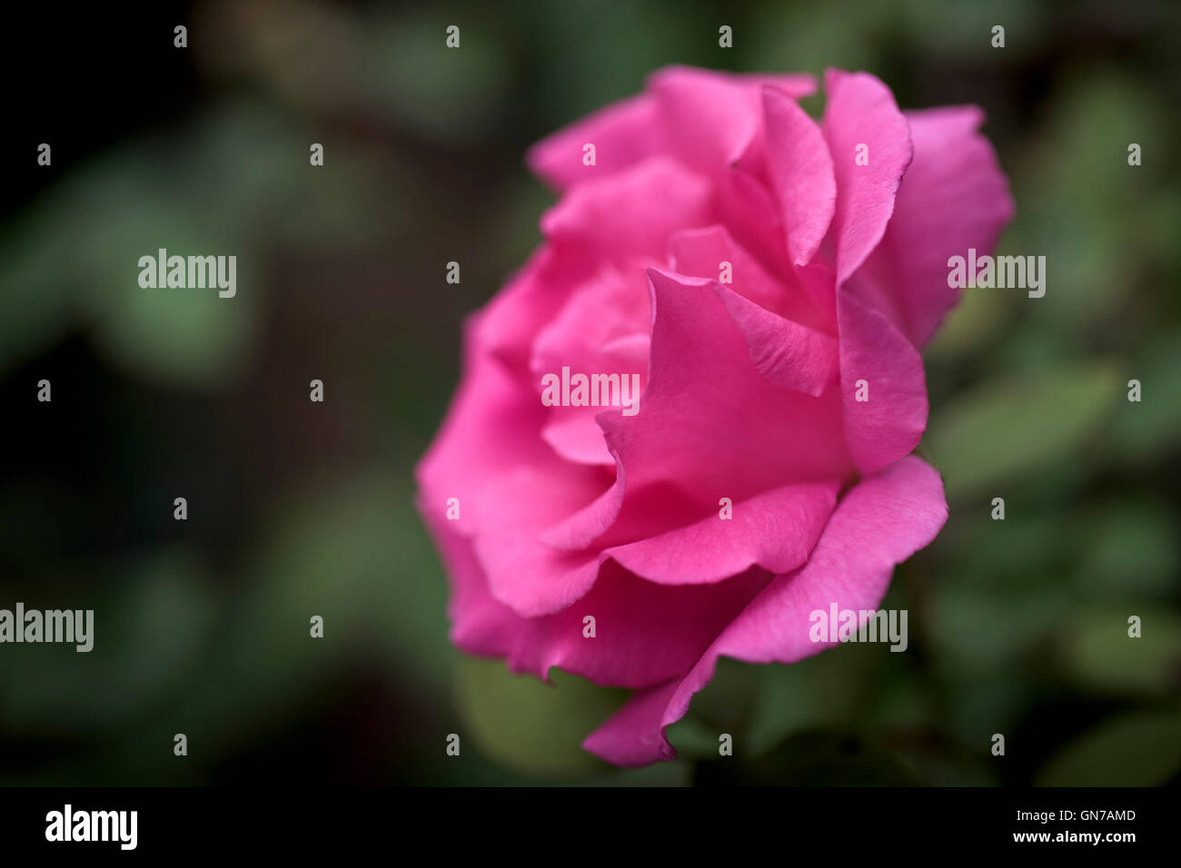 A single pink rose Stock Photo - Alamy