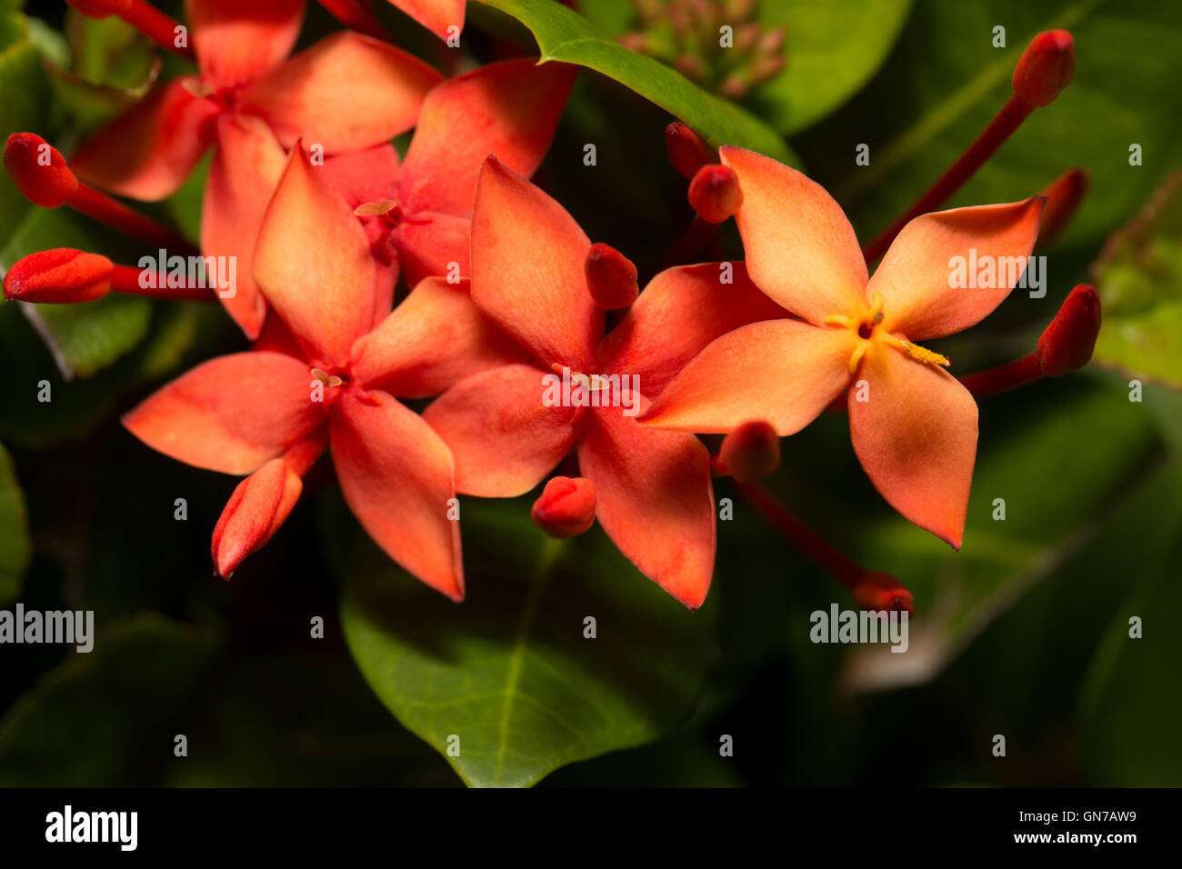 Very small red flowers Stock Photo - Alamy