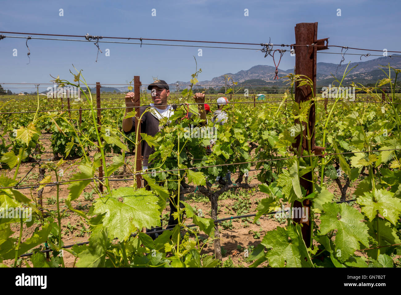 Hispanic field worker grapes High Resolution Stock Photography and ...