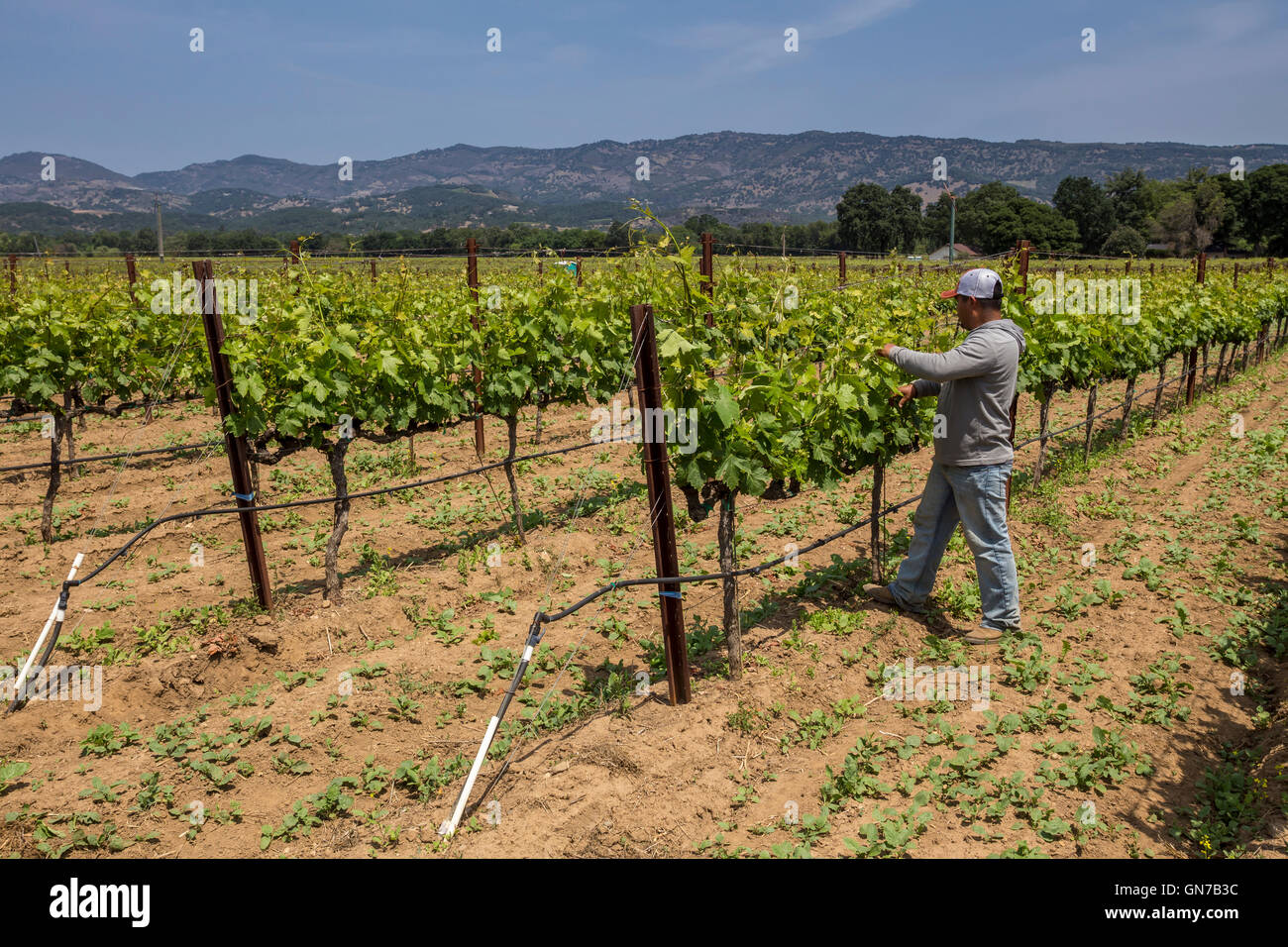 winery workers, vineyard workers, trellising grapevines, pruning vines ...
