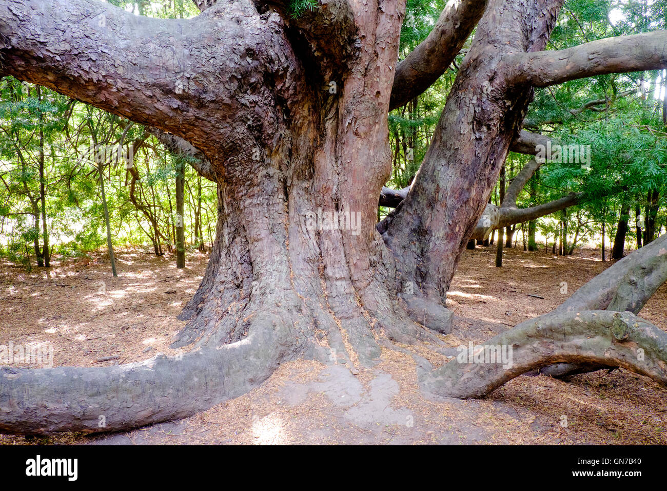 Camphor trees (Cinnamomum camphora) in garden of Vergelegen historic ...
