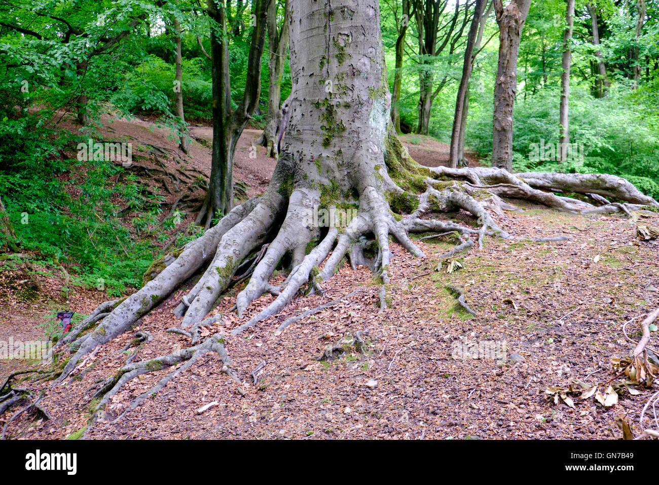 Tree roots in Smithills Hall gardens, Bolton, UK Stock Photo - Alamy