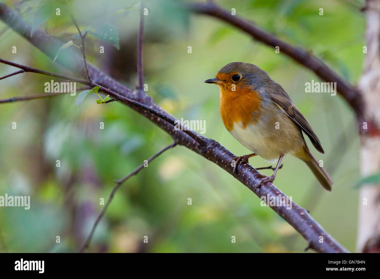 A European Robin perches in a silver birch tree showing its redbreast ...