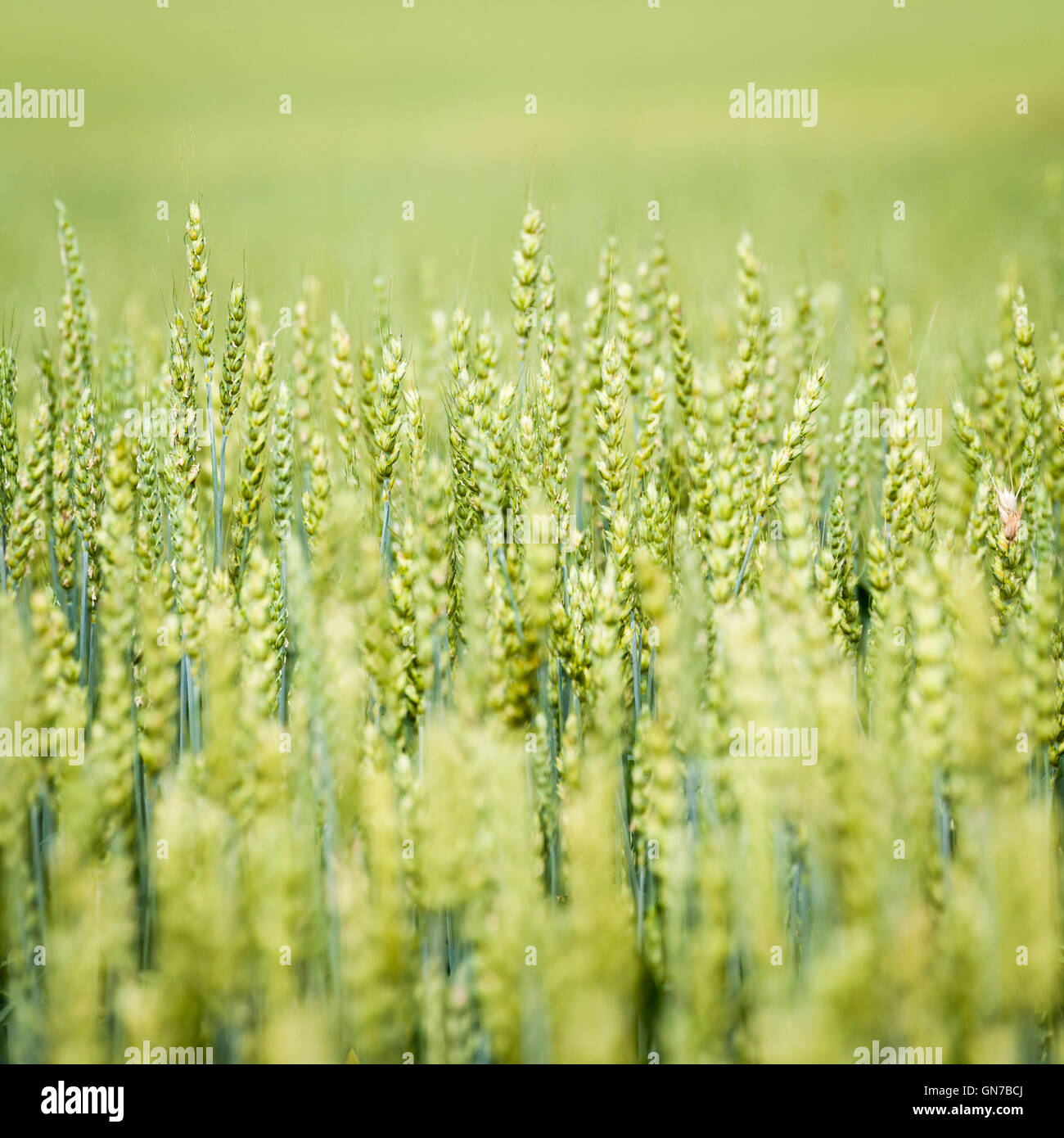 Spike wheat hi-res stock photography and images - Alamy