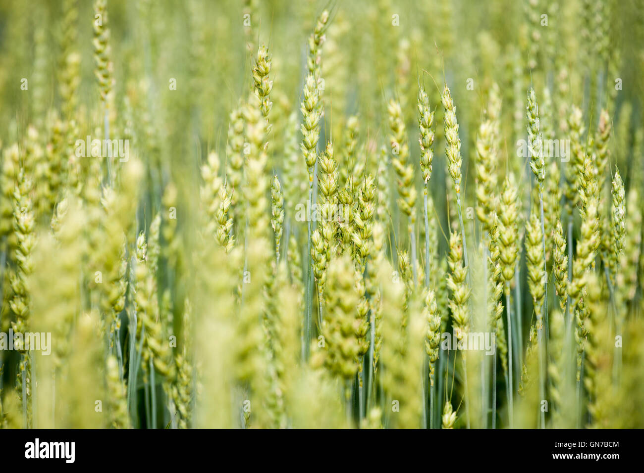 Spike heat hi-res stock photography and images - Alamy