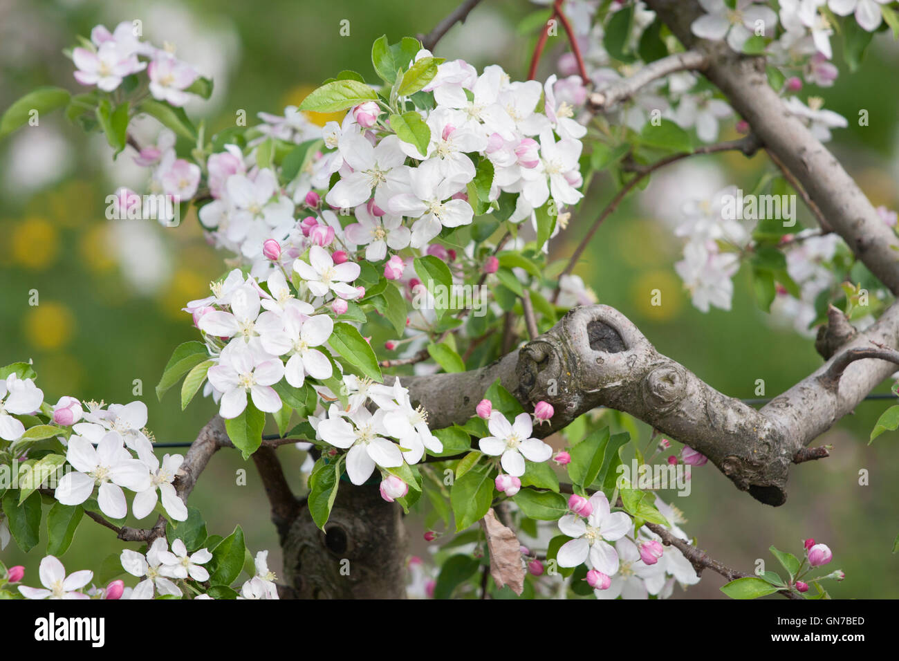 Apple blossom tree hi-res stock photography and images - Alamy