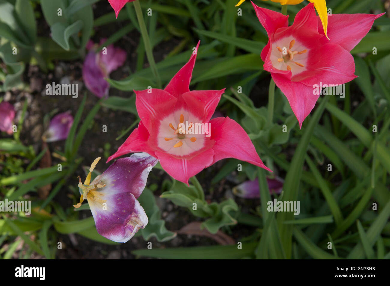 Blossom from above hi-res stock photography and images - Alamy