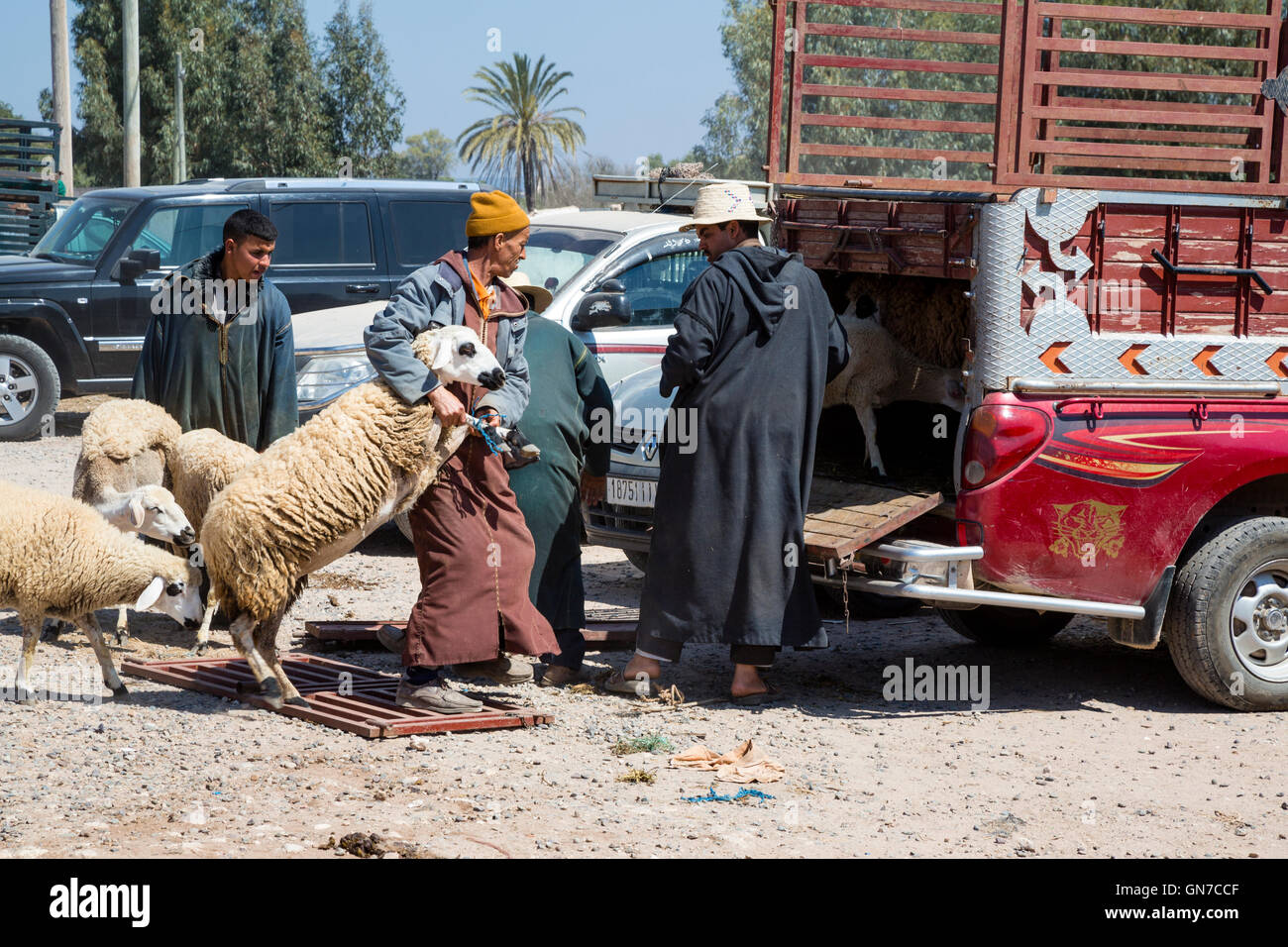 Truck With Sheep High Resolution Stock Photography and Images - Alamy