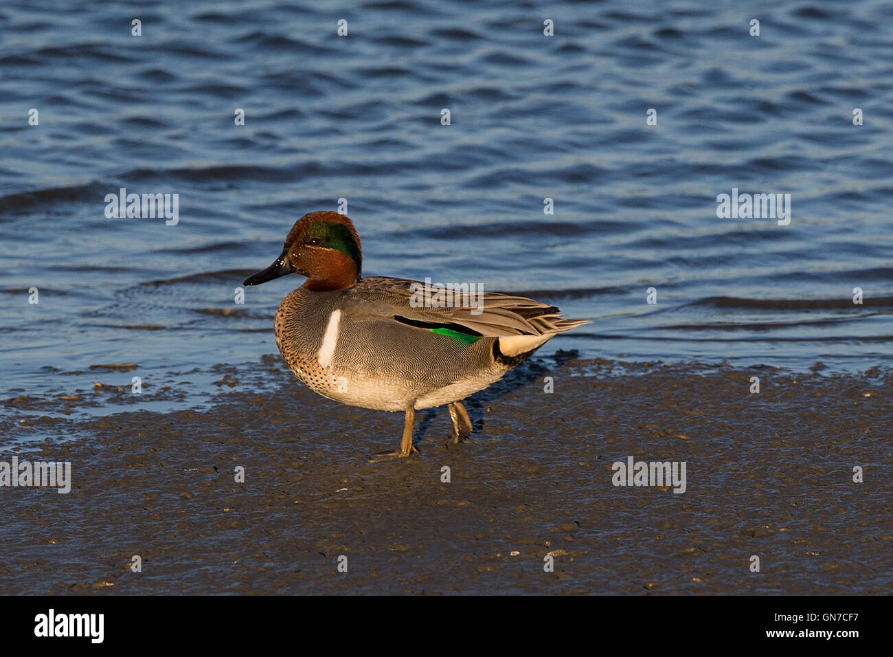 Teal anas crecca duck hi-res stock photography and images - Alamy