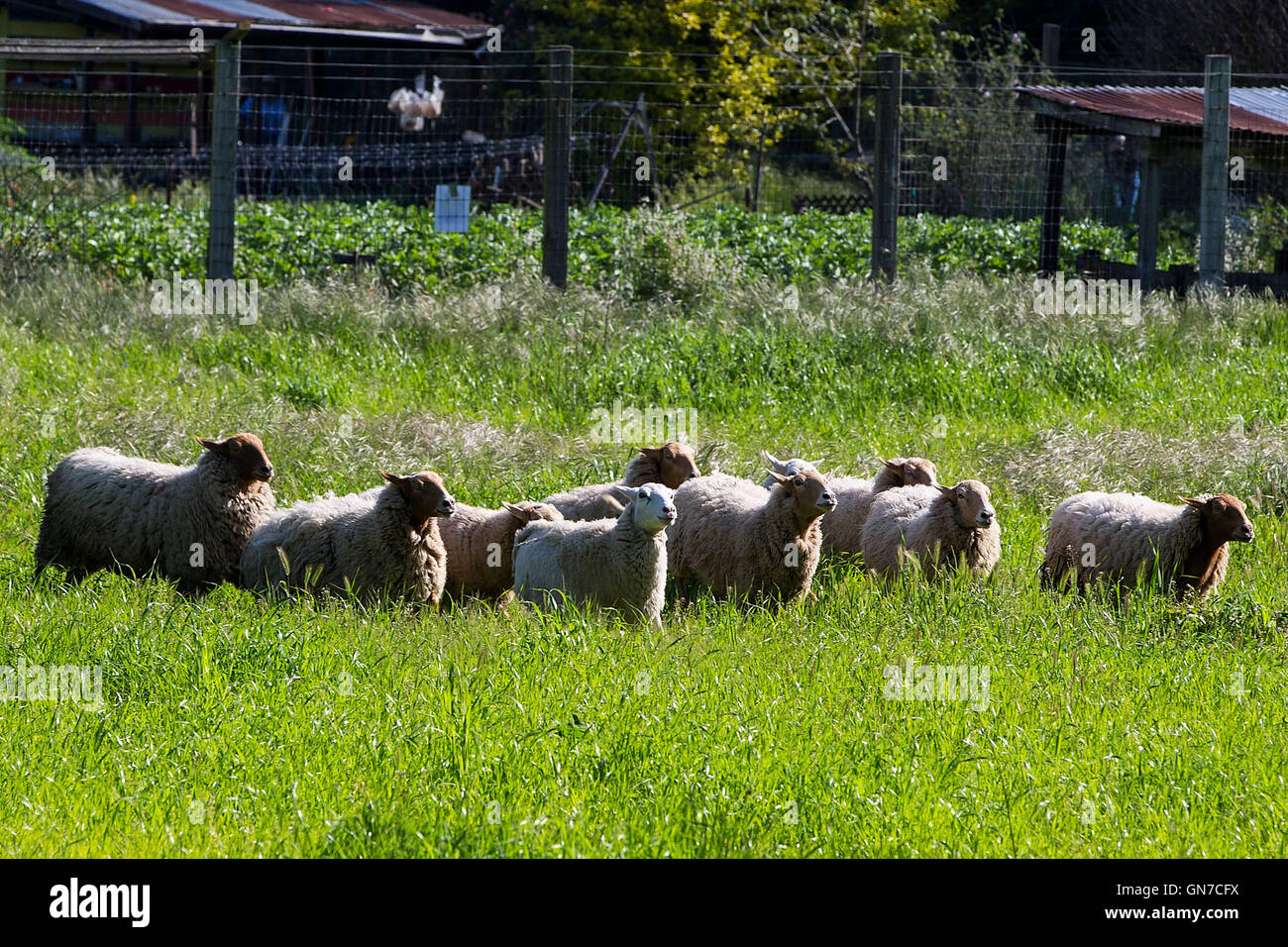 A flock of sheep in a field, Hidden Villa, Los Altos Hills, California ...
