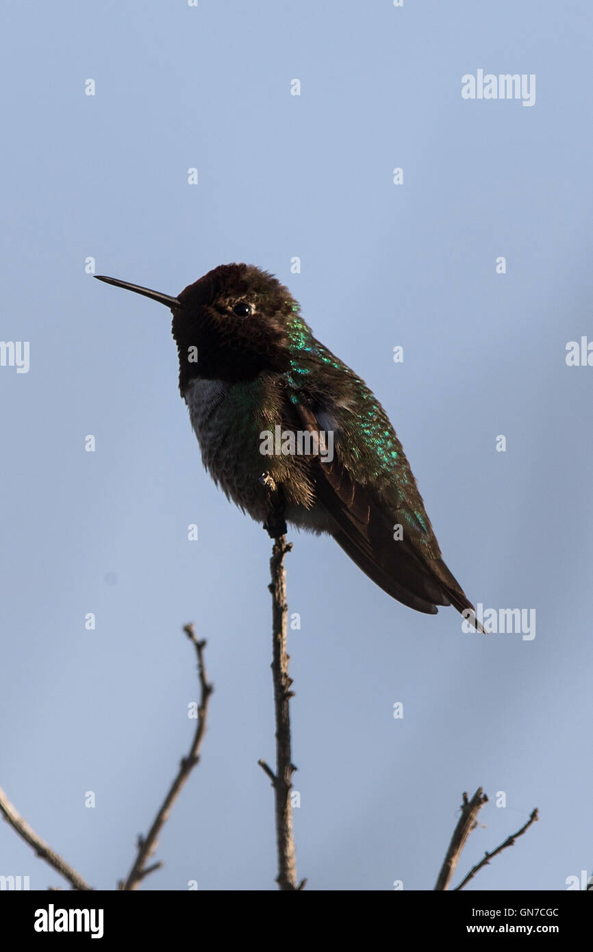 Annas Hummingbird Calypte Anna Hummingbird High Resolution Stock ...
