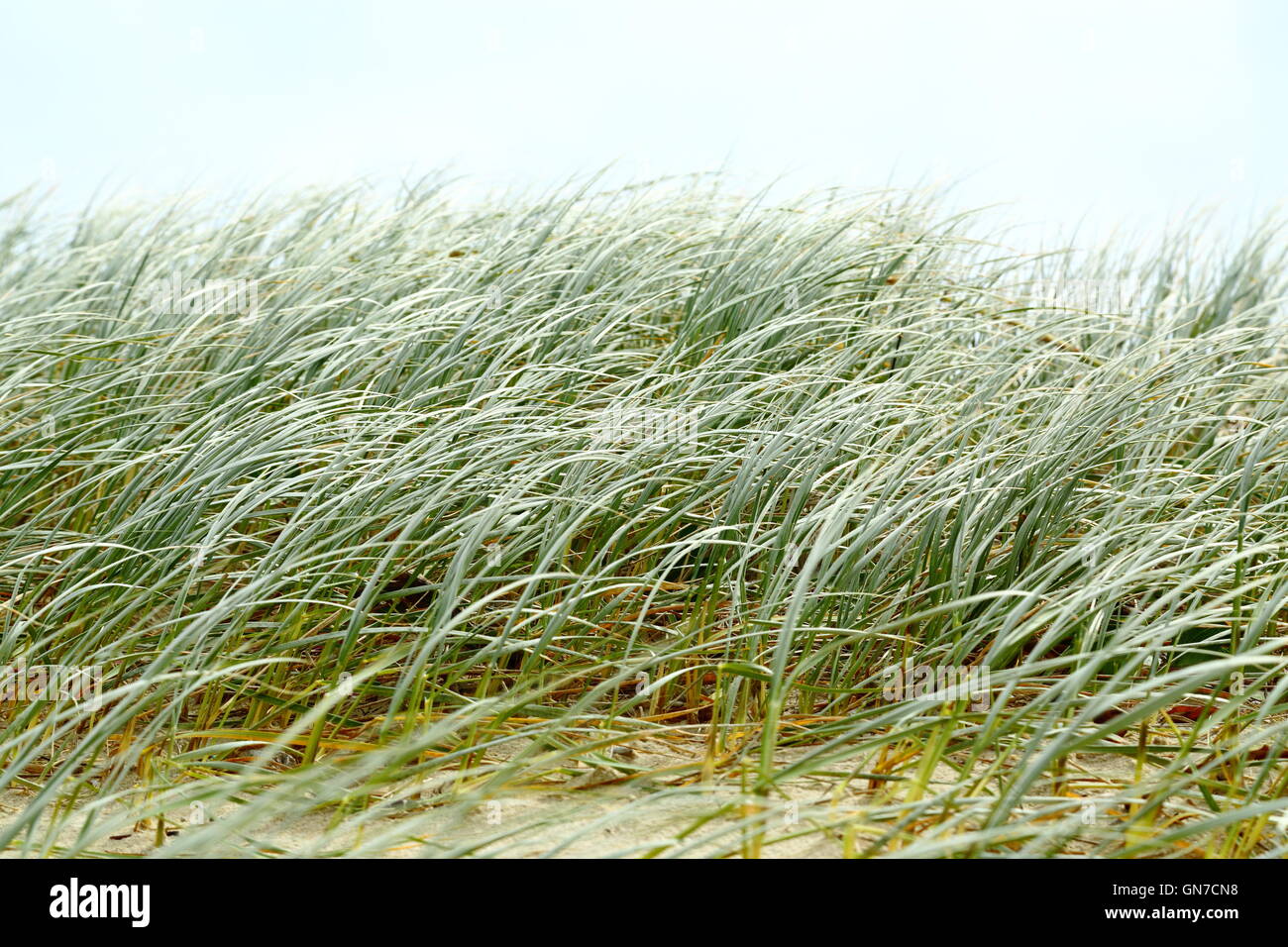Sand dune grasses wave in a strong wind on a stormy day along the shore ...