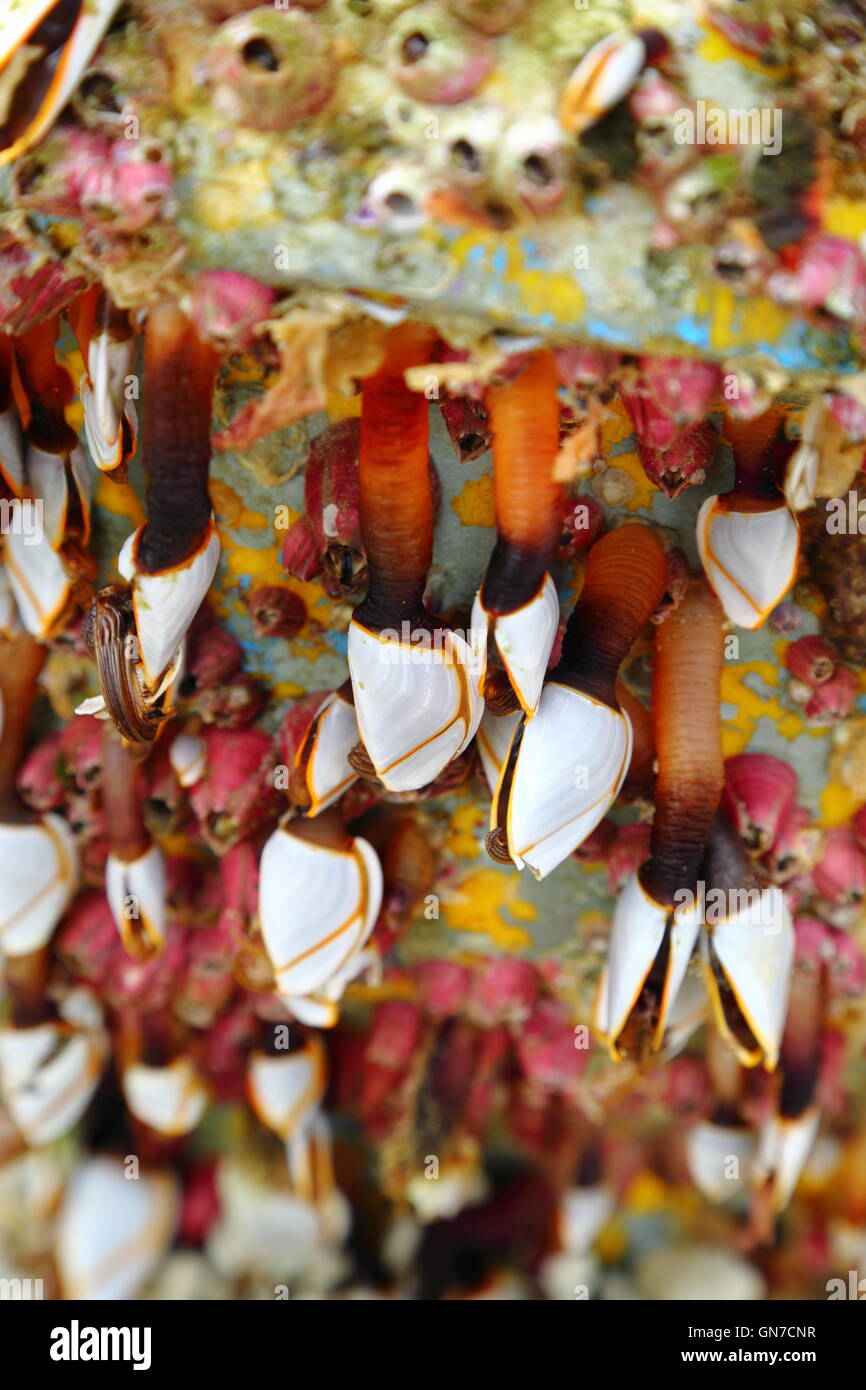 Goose barnacles hi-res stock photography and images - Alamy