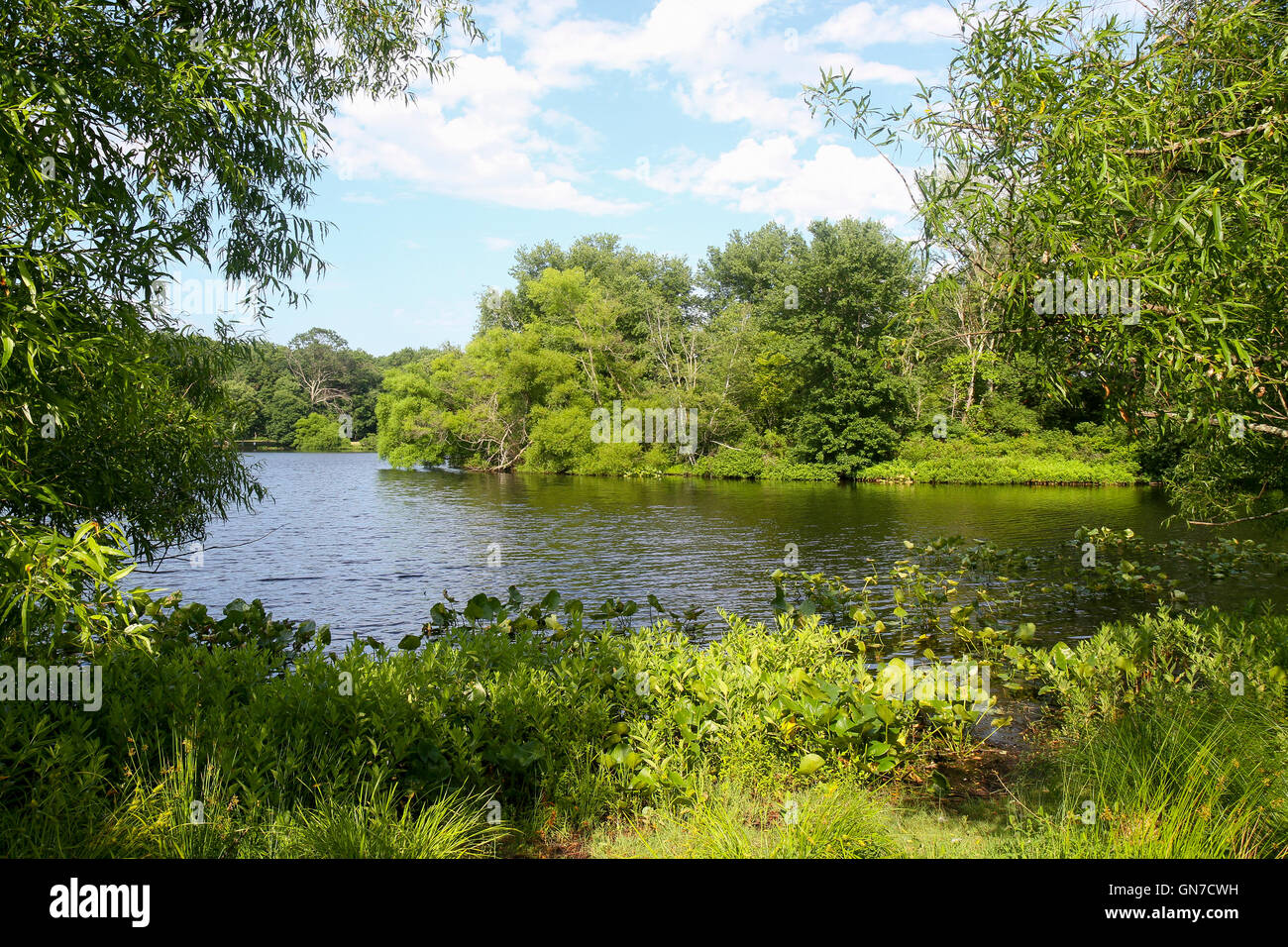 Swamp north america hi-res stock photography and images - Alamy