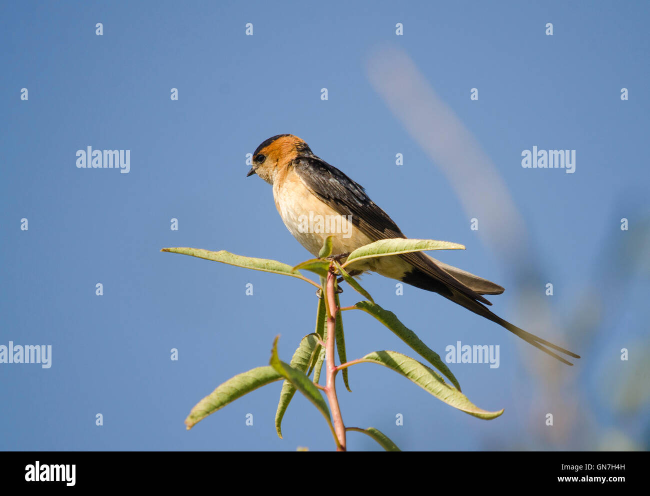 Eurasian swallow hi-res stock photography and images - Alamy