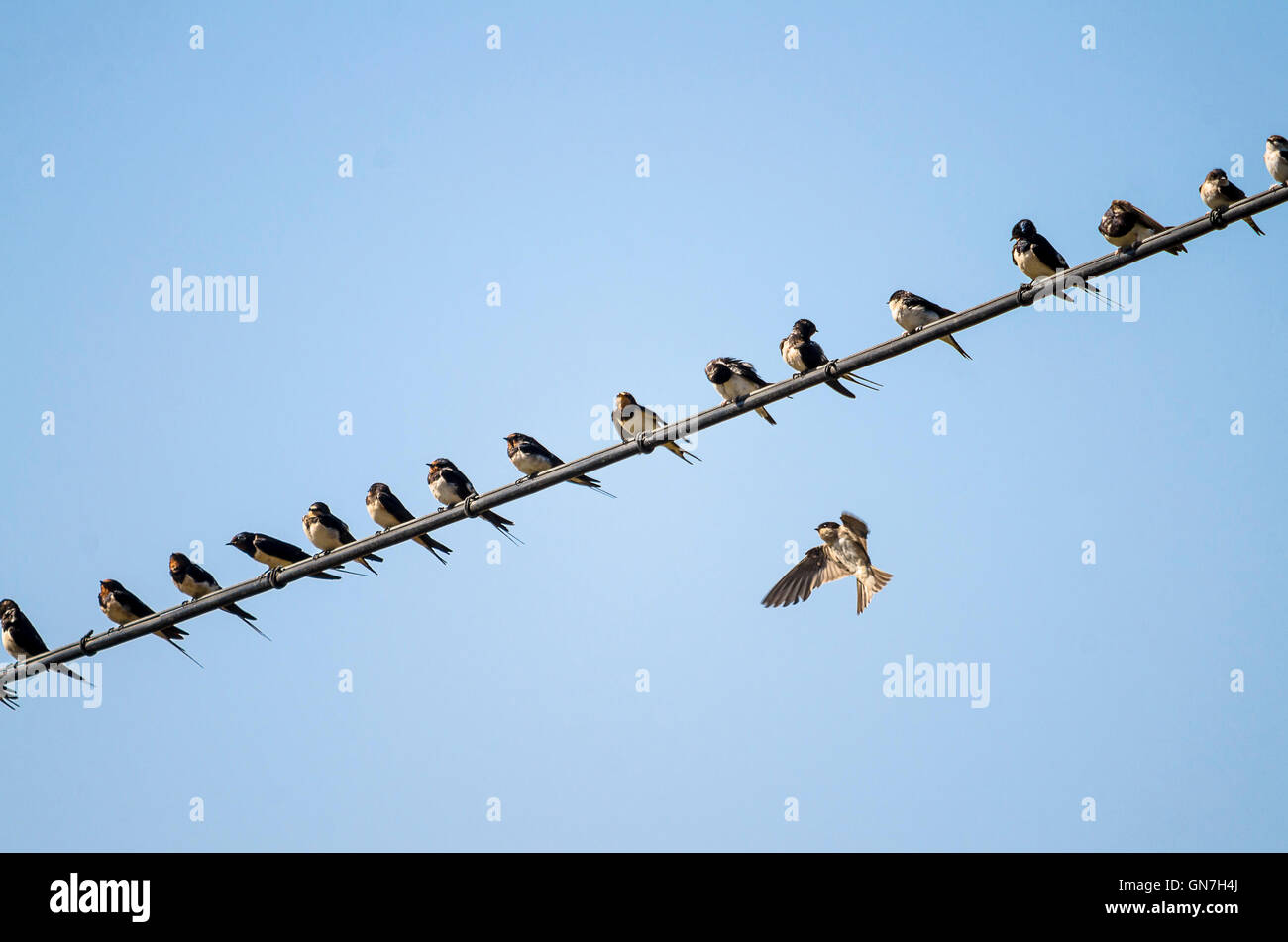 Birds, barn swallows sitting on a wire, one flying. Spain Stock Photo ...