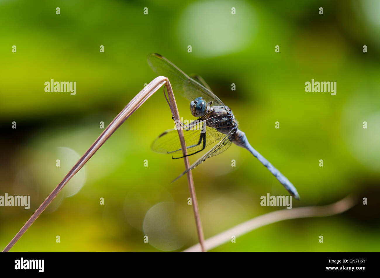 Water skimmer insects hi-res stock photography and images - Alamy