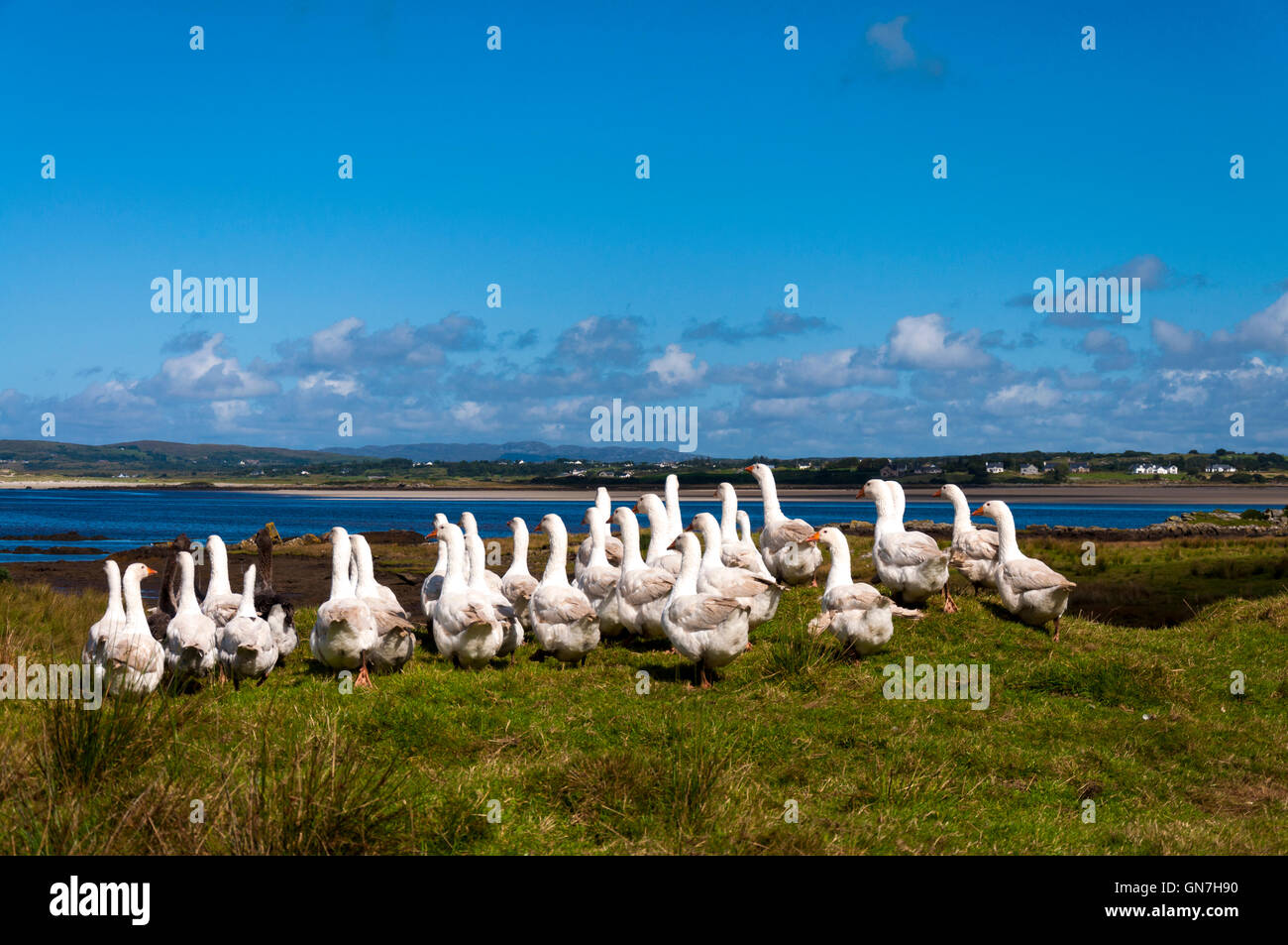 A gaggle of geese on a farm in Ardara, County Donegal, Ireland Stock ...