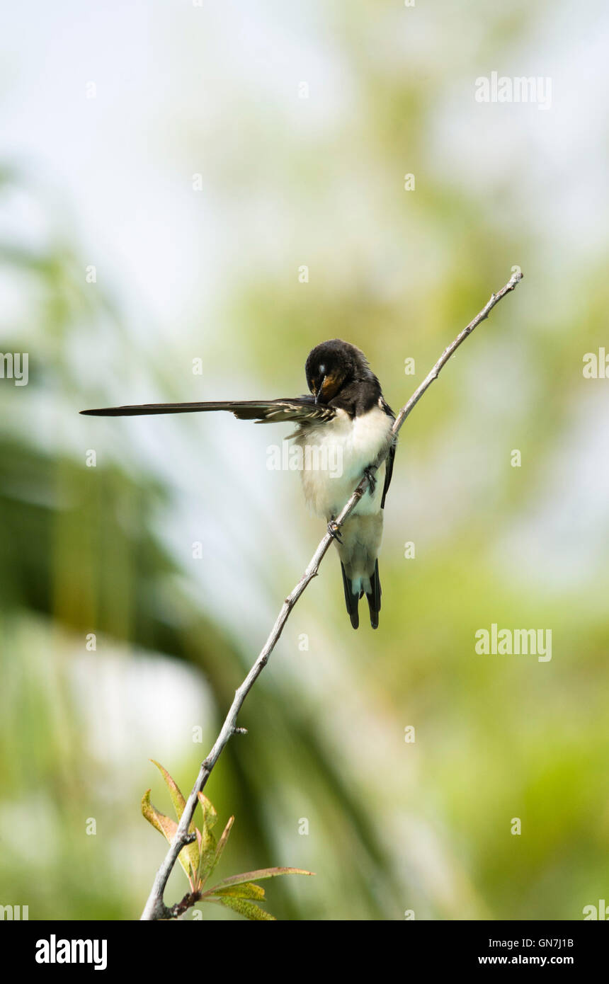 Juvenile barn swallow hi-res stock photography and images - Alamy