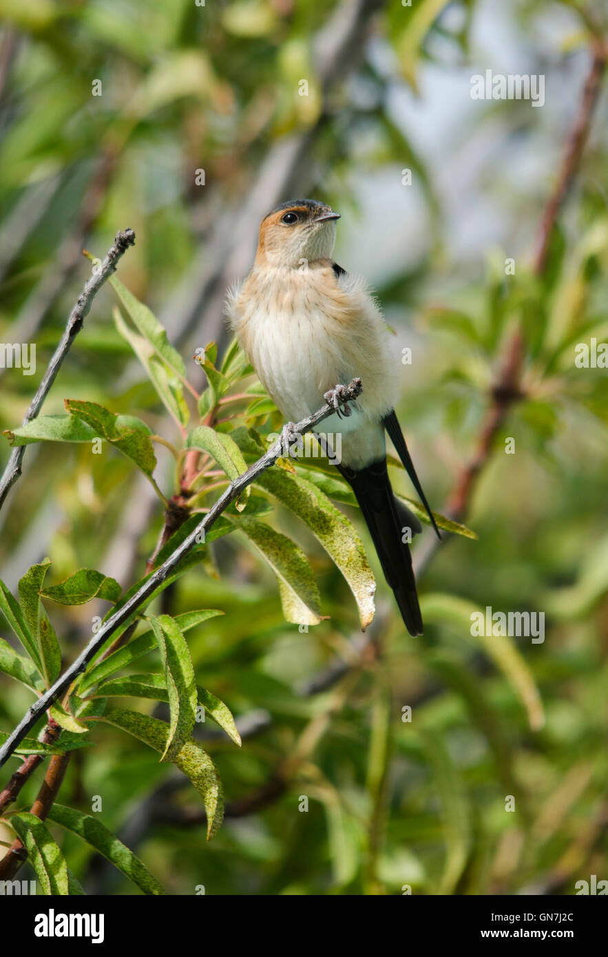 Juvenile Red-rumped swallow, Cecropis daurica, bird in Almond tree ...
