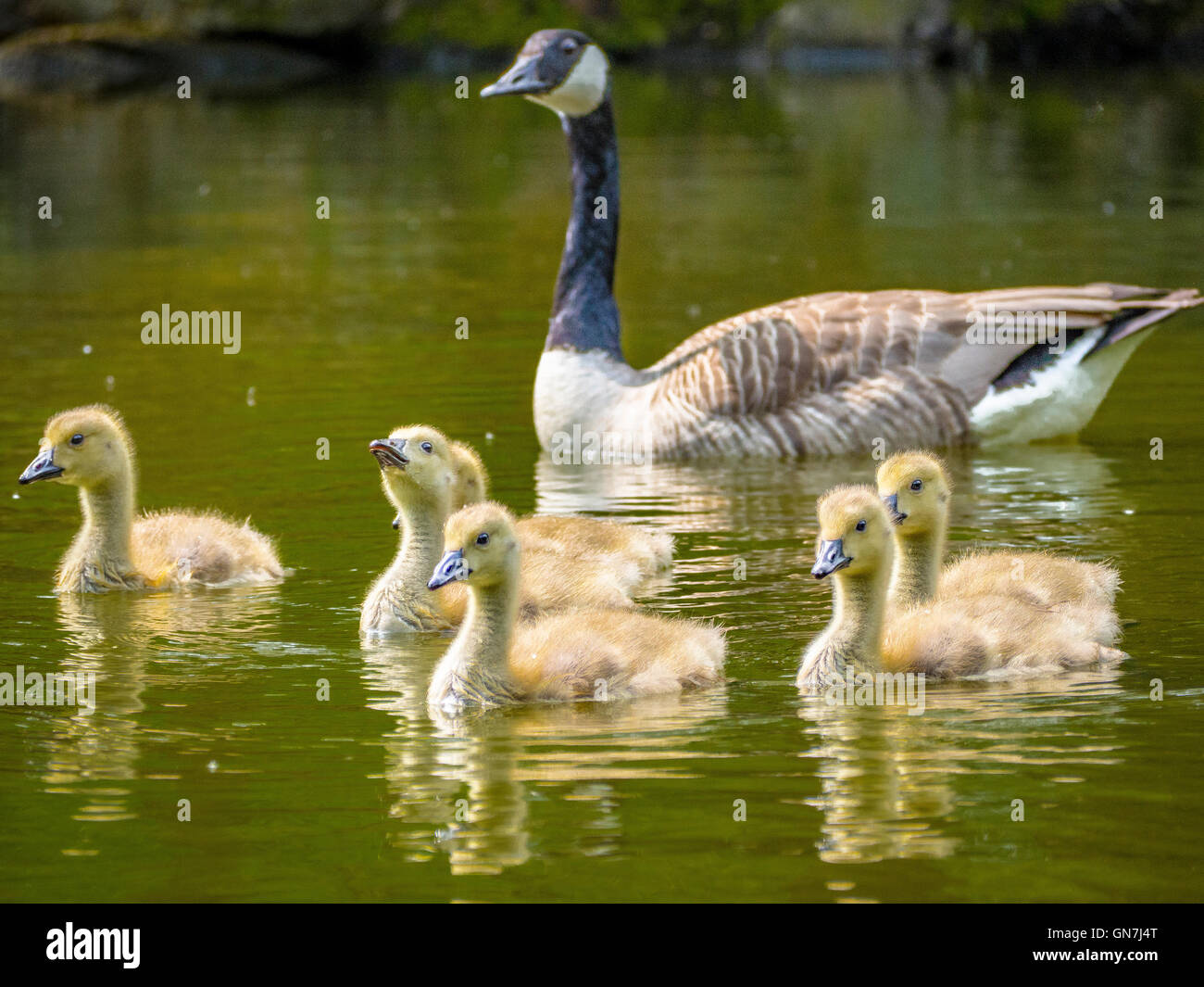 Gosling goslings hi-res stock photography and images - Alamy
