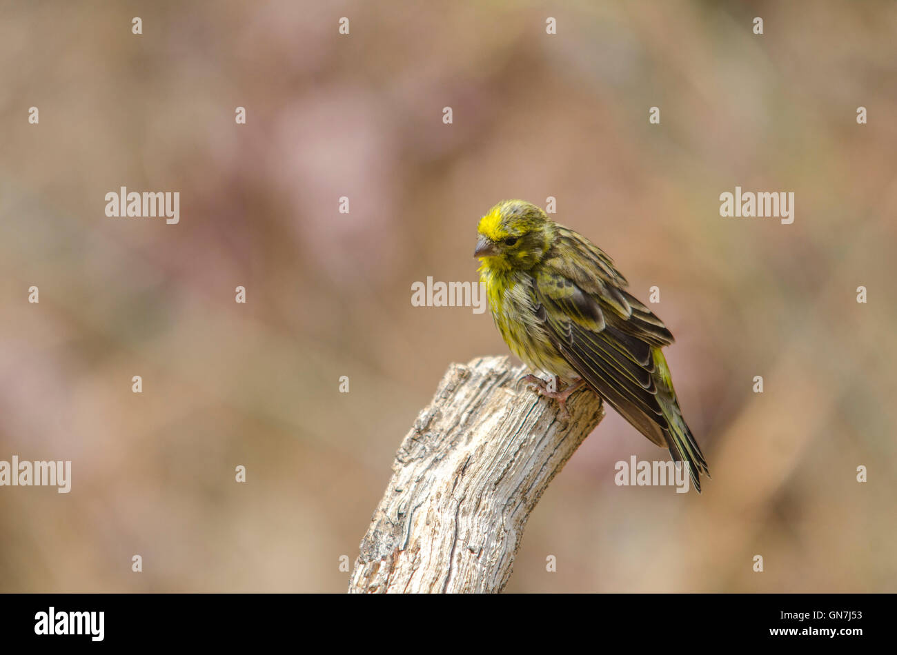 European serin, Serinus serinus in garden perched, Spain Stock Photo ...