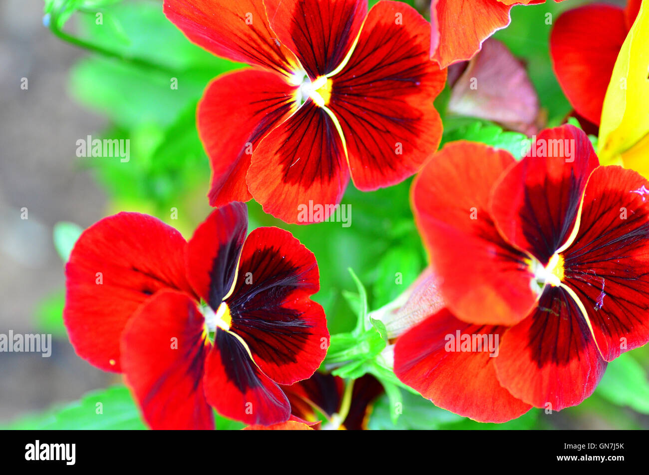 Decorative patterns in deep red hi-res stock photography and images - Alamy