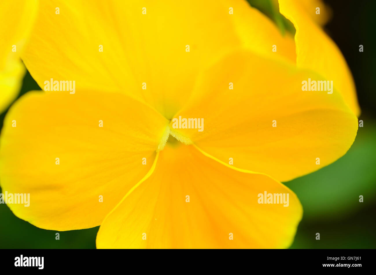 Deep golden yellow flowers hi-res stock photography and images - Alamy