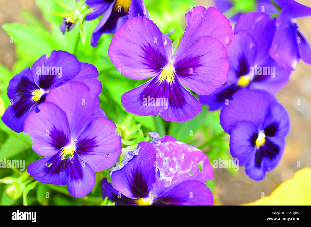 Purple violet flowers close up in an English Garden Stock Photo - Alamy