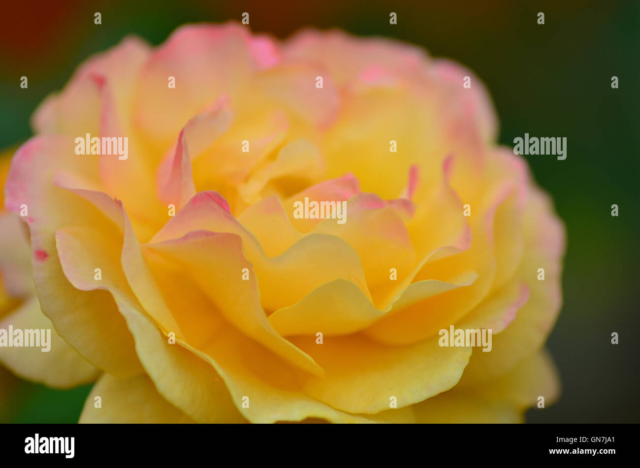 Yellow and Pink roses close up in an english Garden Stock Photo - Alamy