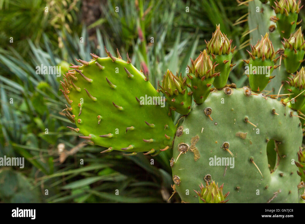 Grass and cactus hi-res stock photography and images - Alamy