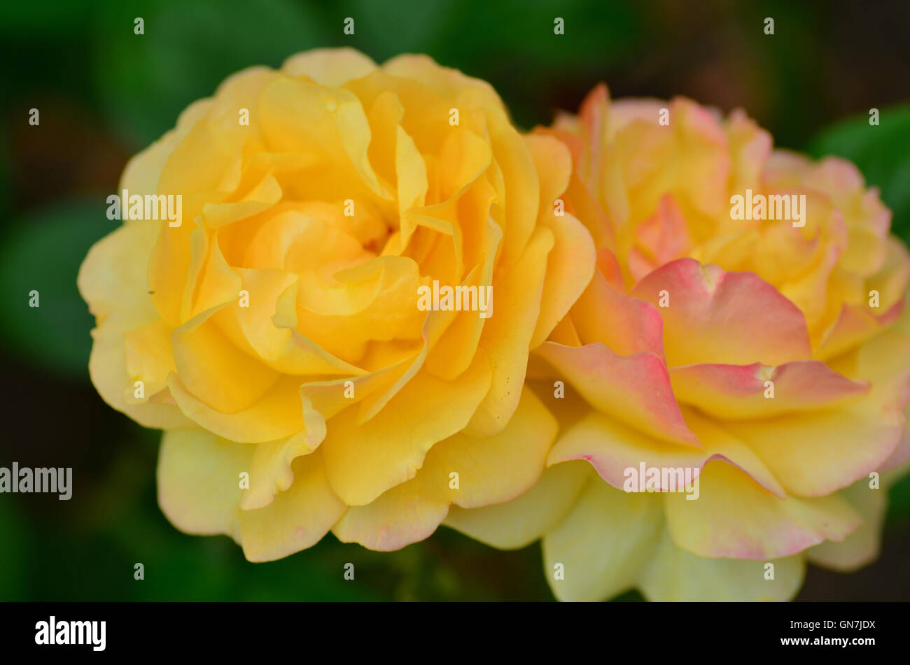 Yellow and Pink roses close up in an english Garden Stock Photo - Alamy