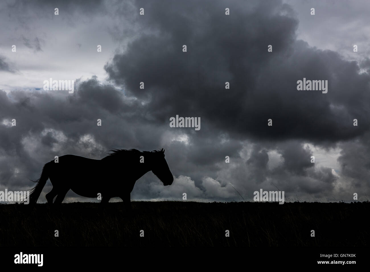 Pony silhouette hi-res stock photography and images - Alamy