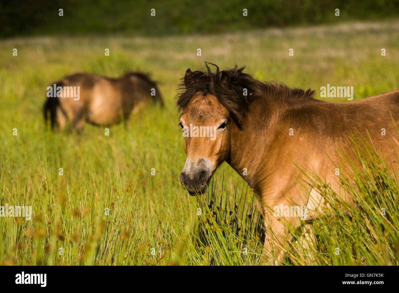 Exmoor Ponies on Withypool Common near Landacre Bridge, Exmoor, UK ...