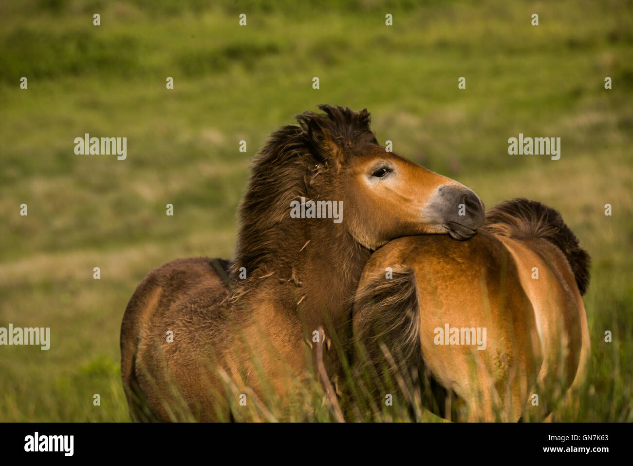 Exmoor Ponies on Withypool Common near Landacre Bridge, Exmoor, UK ...