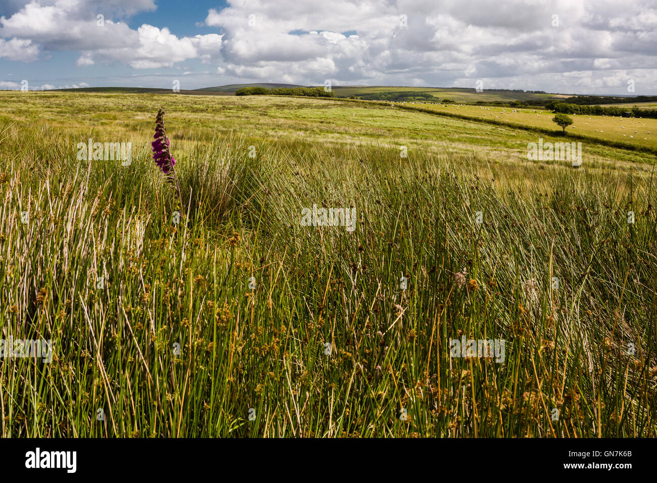 Dramatic moorland landscape view hi-res stock photography and images ...