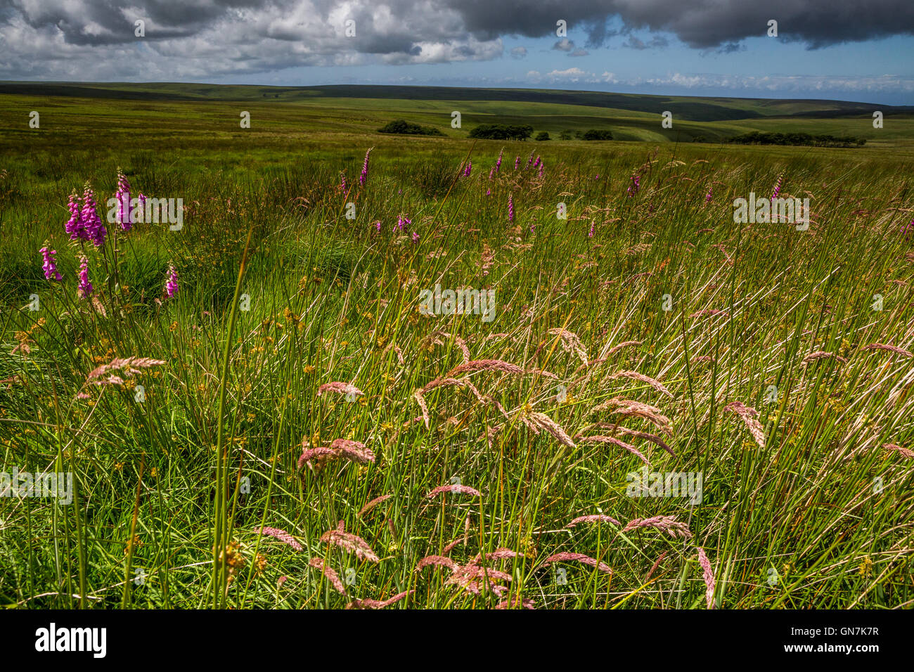 Moorland above Simonsbath (near Warren Farm), Exmoor, UK Stock Photo ...