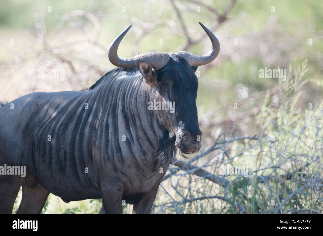Brindled cow hi-res stock photography and images - Alamy