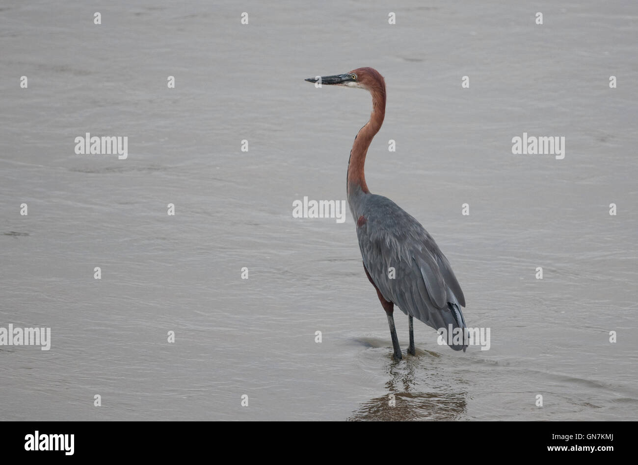 Goliath Heron (Ardea goliath) in a river in Kruger National Park Stock ...