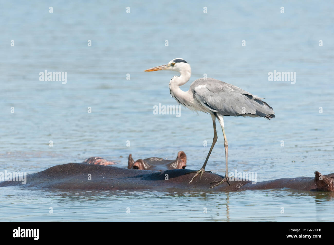 African herons hi-res stock photography and images - Alamy